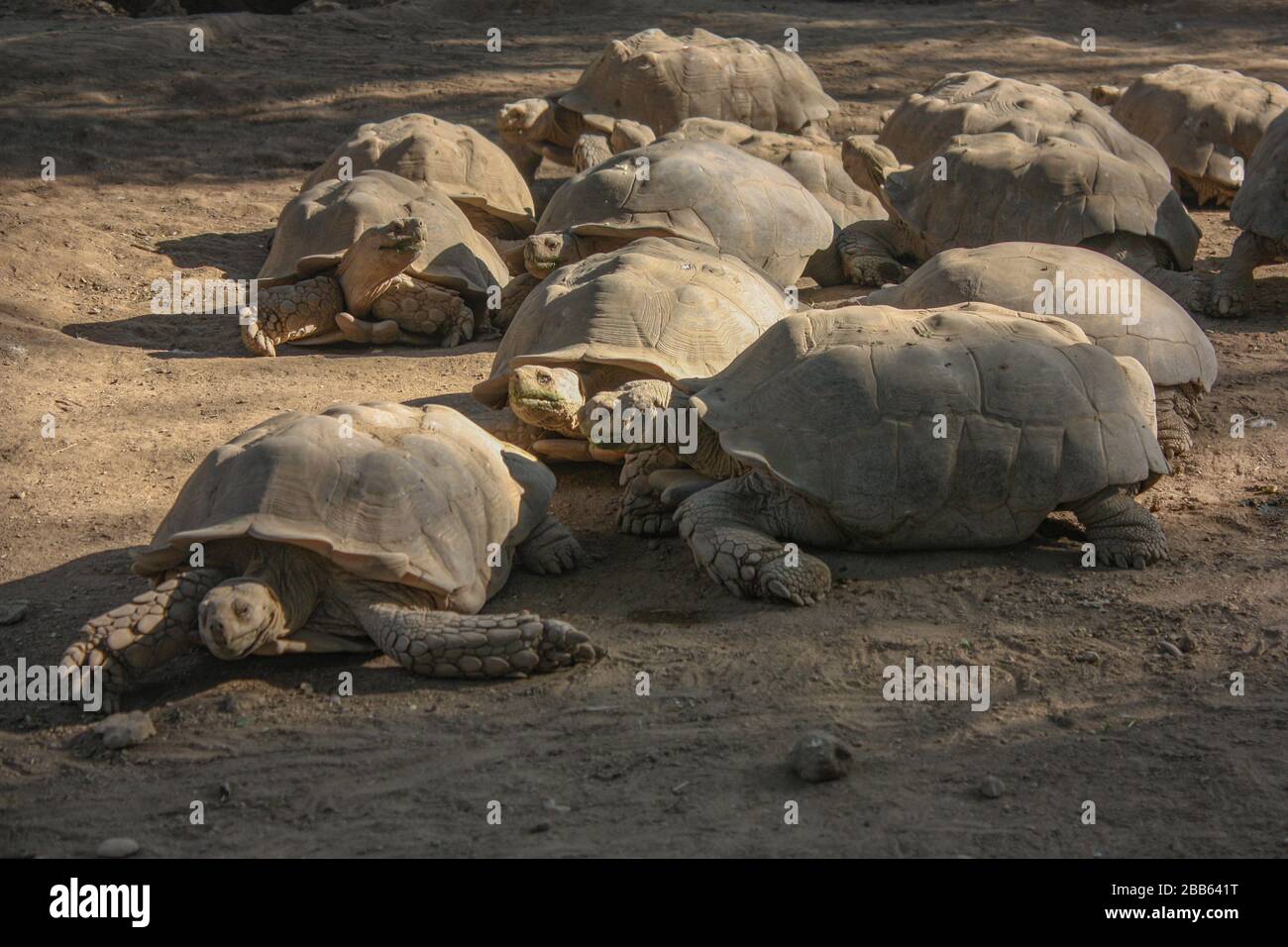 Closeup shot old turtle hi-res stock photography and images - Alamy