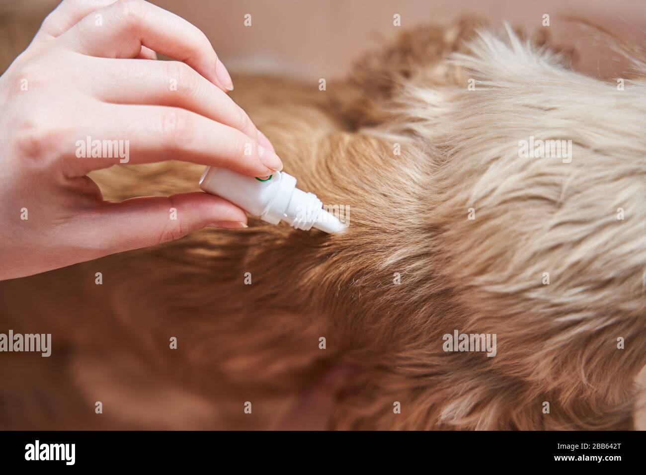 The dog is dripped on the withers with a parasite remedy Stock Photo ...