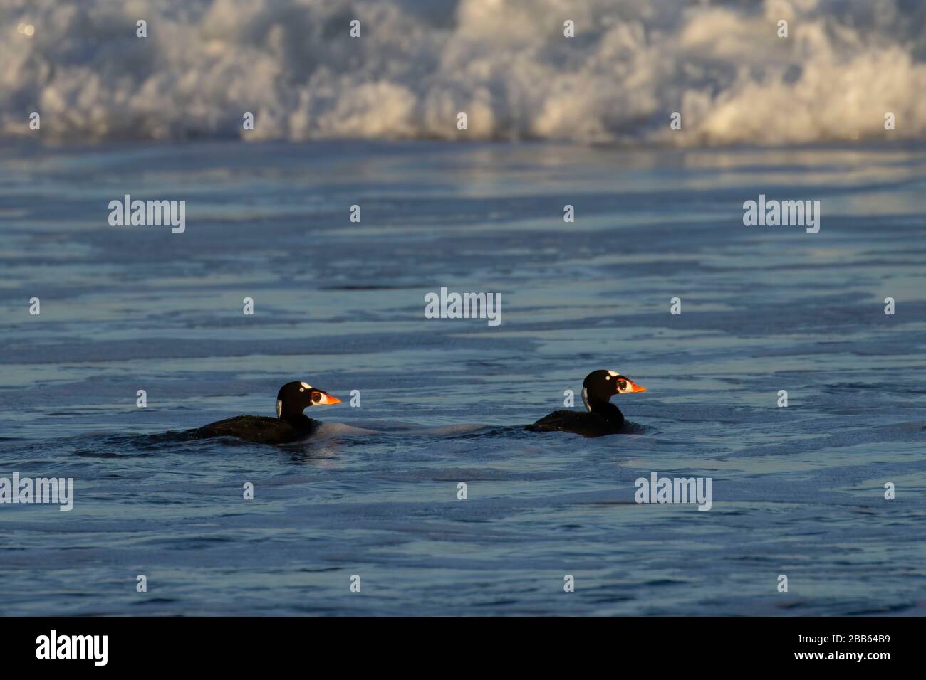 Surf scoter, Point Reyes National Seashore, California Stock Photo - Alamy