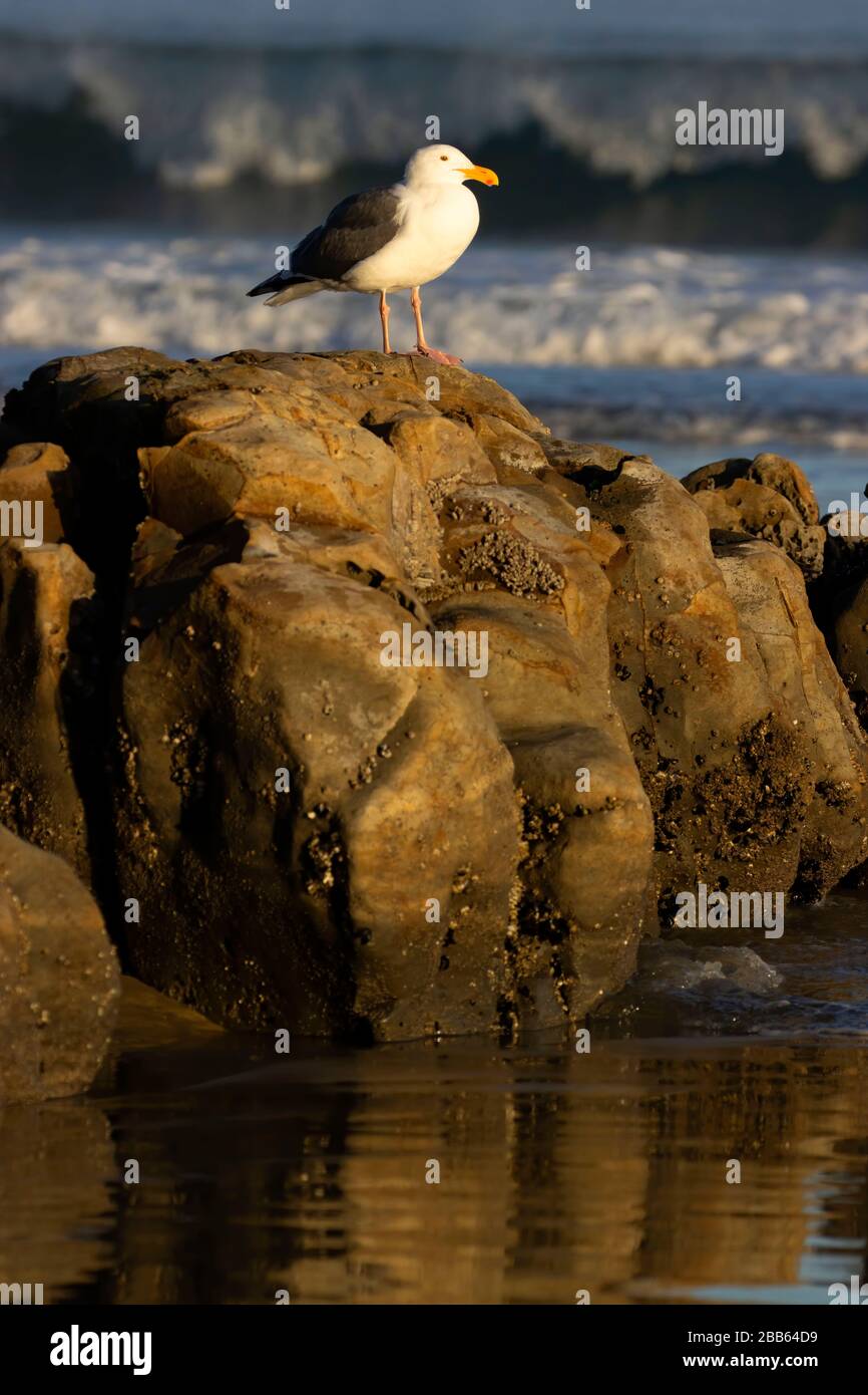 Gull, Point Reyes National Seashore, California Stock Photo - Alamy