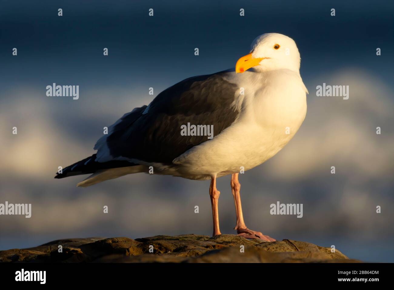 Gull point hi-res stock photography and images - Alamy