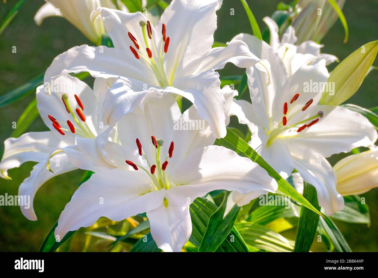 White lilies hi-res stock photography and images - Alamy
