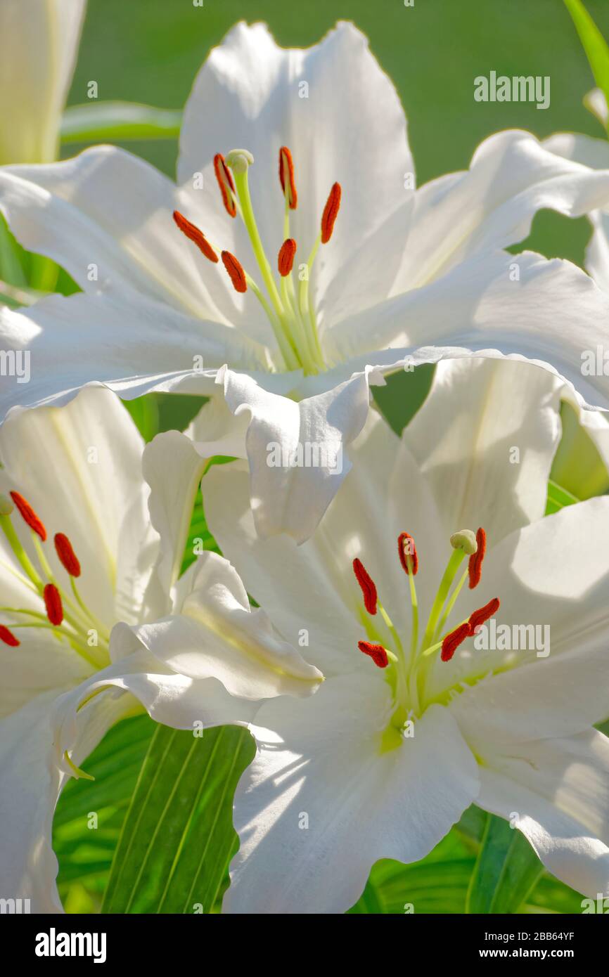 White lilies hi-res stock photography and images - Alamy