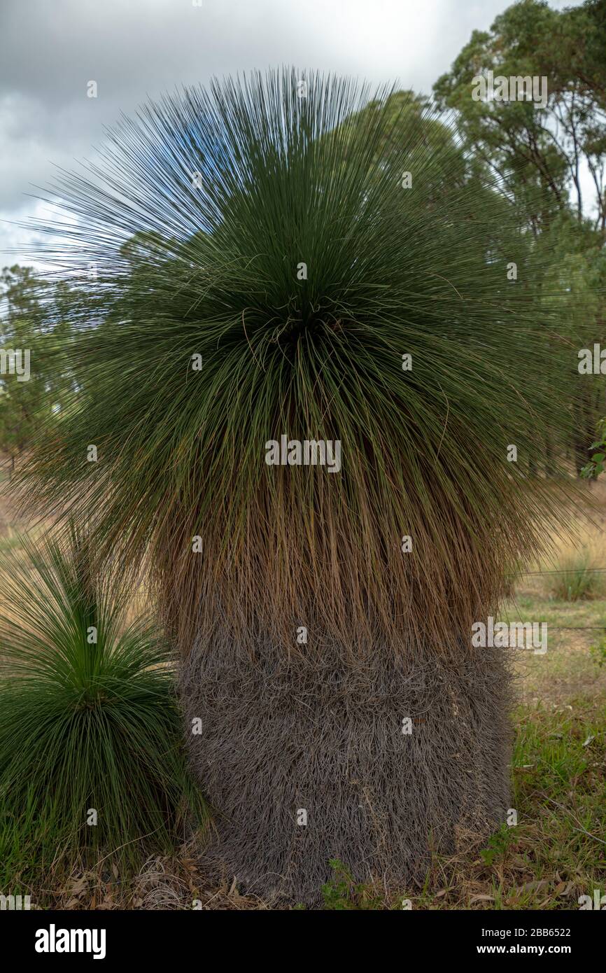 Iconic australian bush tree hi-res stock photography and images - Alamy