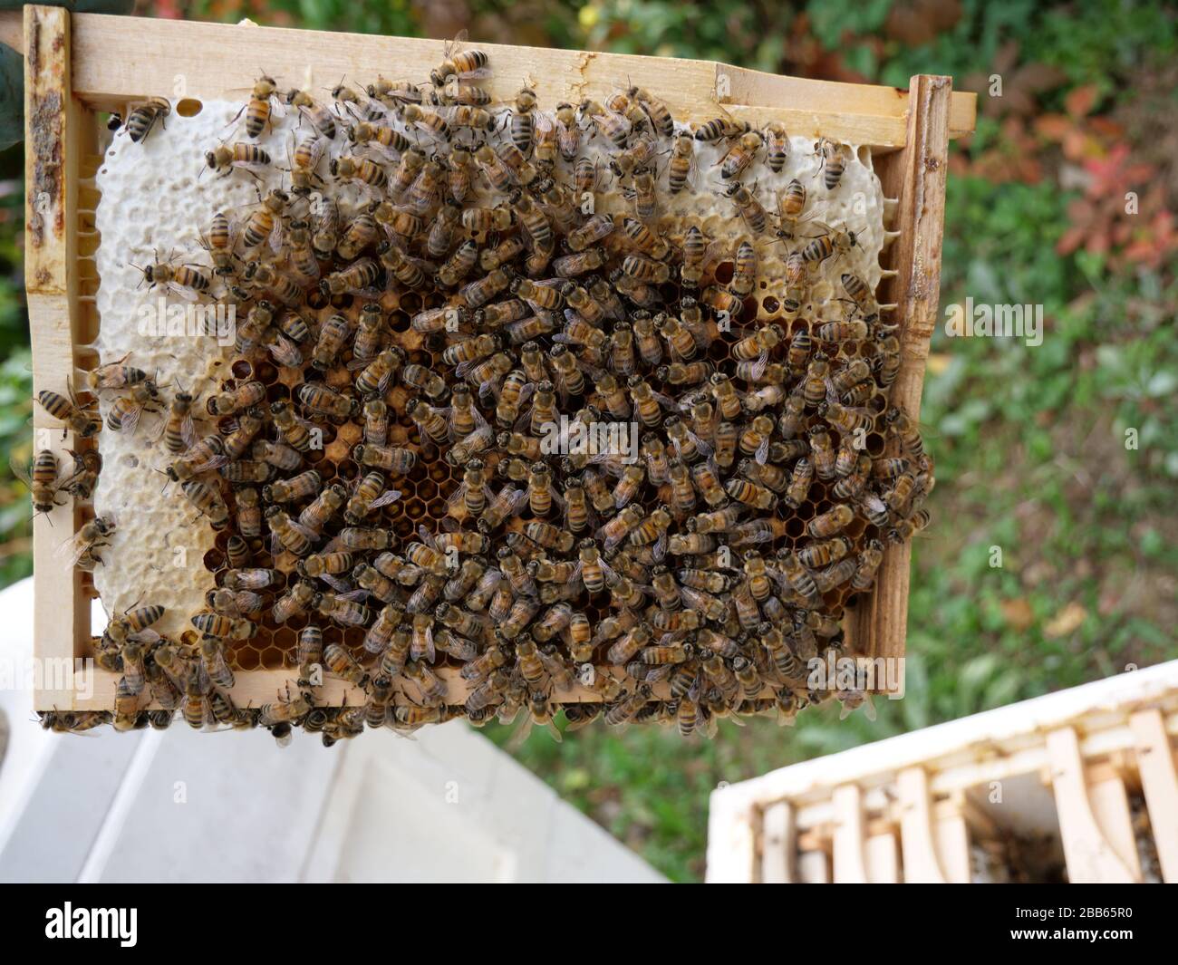 Propolis beehive harvest hi-res stock photography and images - Alamy