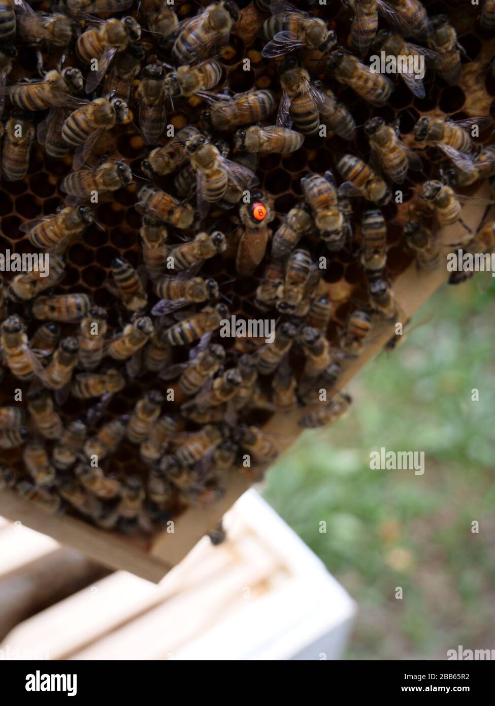 View into a beehive onto the frames with a queenbee Stock Photo - Alamy