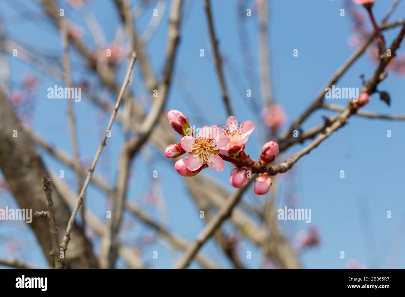 Tree Branches With Spring Blossom Stock Photo - Alamy