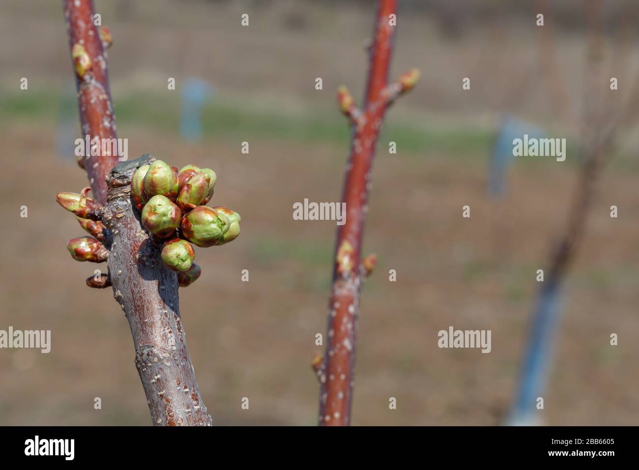 Sweet Cherry Buds Before Spring Blossom Stock Photo - Alamy
