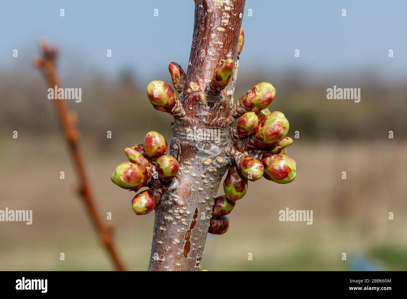 Sweet spring hi-res stock photography and images - Alamy