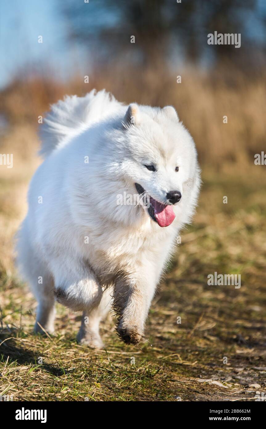 White fluffy Samoyed dog puppy is running outside Stock Photo - Alamy
