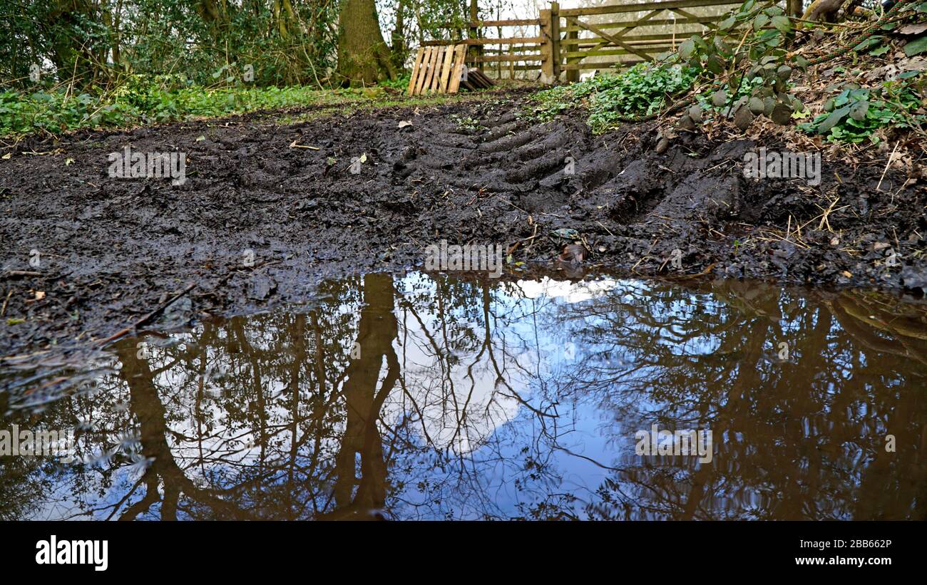 A muddy puddle with reflections and tractor tire tracks leading to a ...