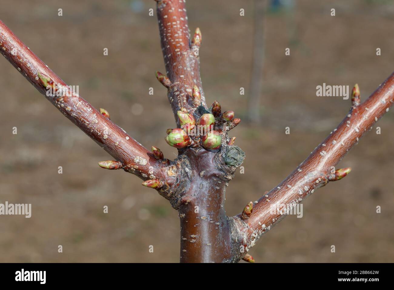 Cherry blossom buds hi-res stock photography and images - Alamy