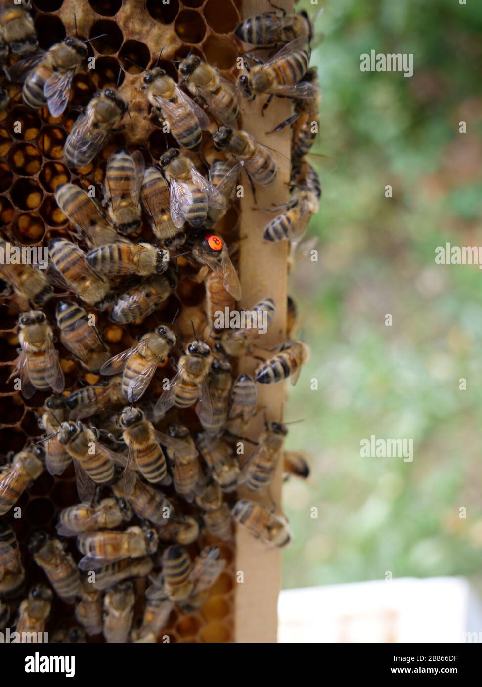 Brood frame with queen cell hi-res stock photography and images - Alamy