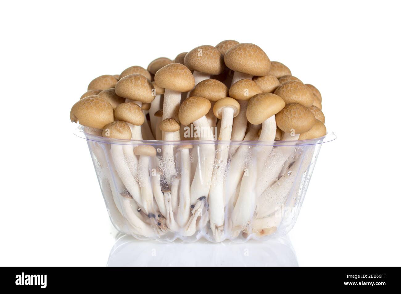 Musroom isolated on white background Stock Photo - Alamy