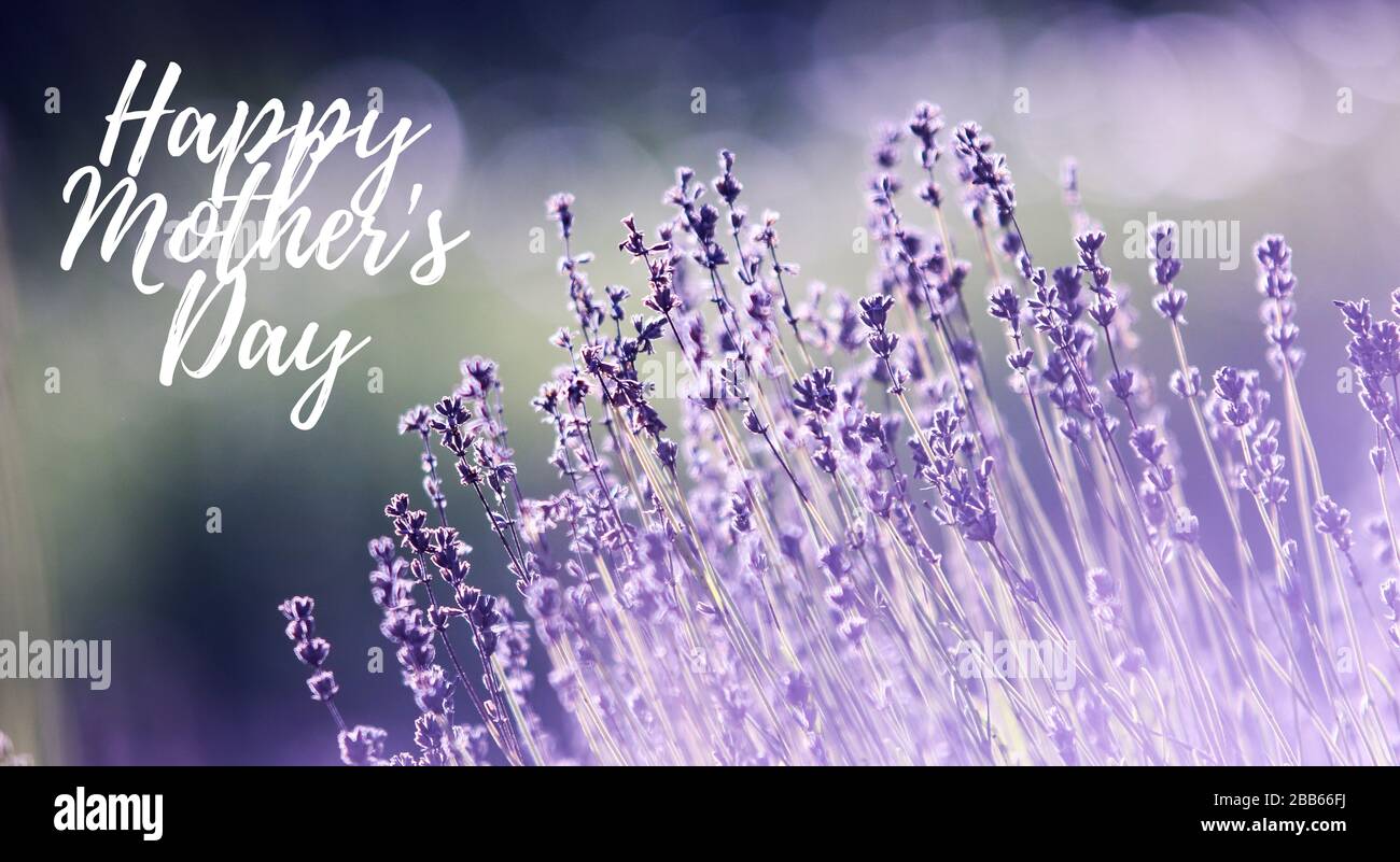 Happy Mothers Day words. Beautiful and tender bouquet of flowers in the ...