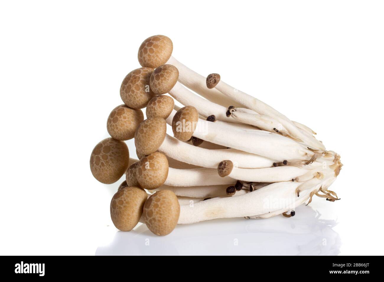 White musroom hi-res stock photography and images - Alamy