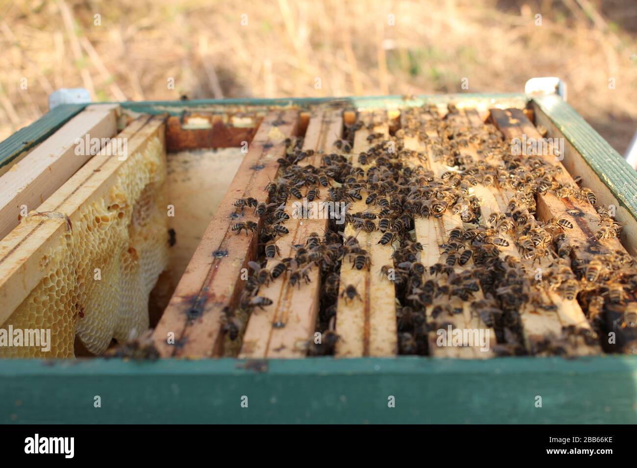 View into a beehive onto the frames with a queenbee Stock Photo - Alamy