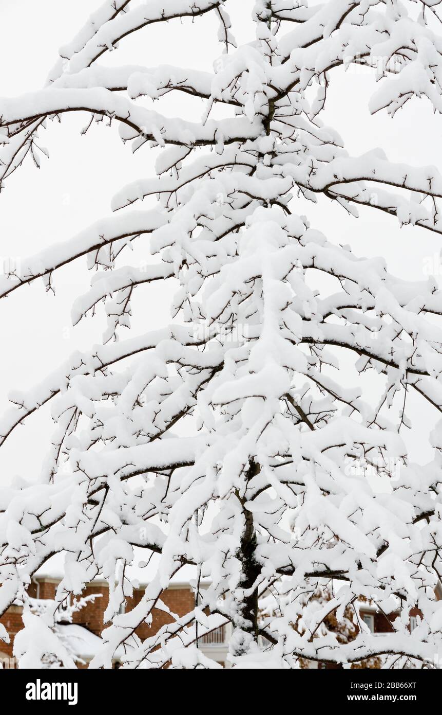 Snow winter in small Canadian town Stock Photo - Alamy