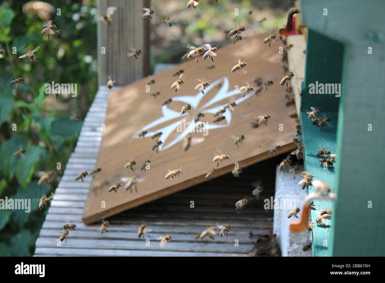 Bees flying into their hive Stock Photo - Alamy