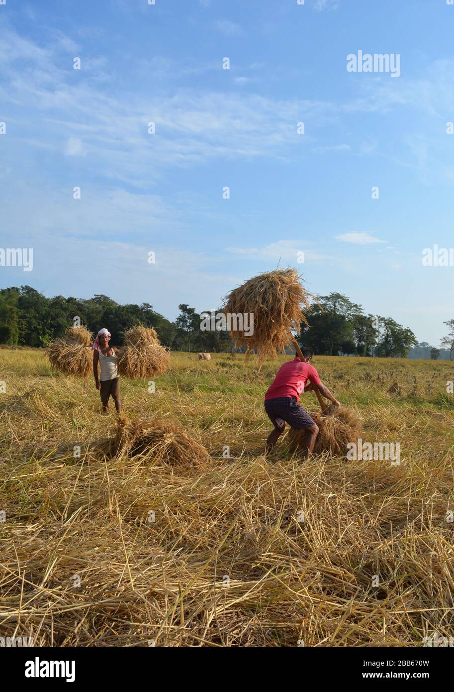 Assam farmer hi-res stock photography and images - Alamy