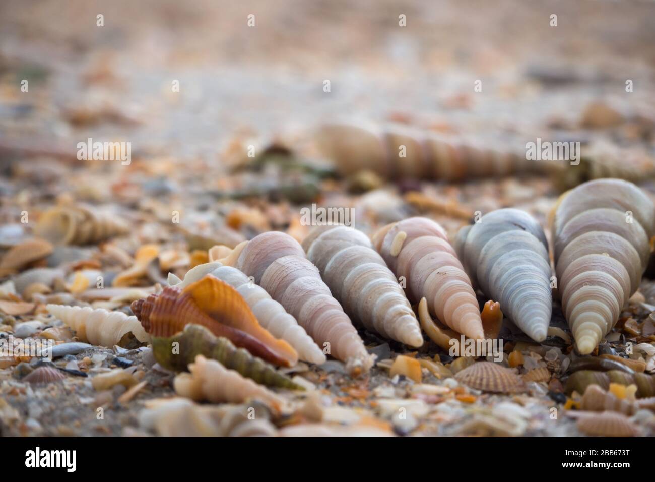 Bunch of seashells hi-res stock photography and images - Alamy