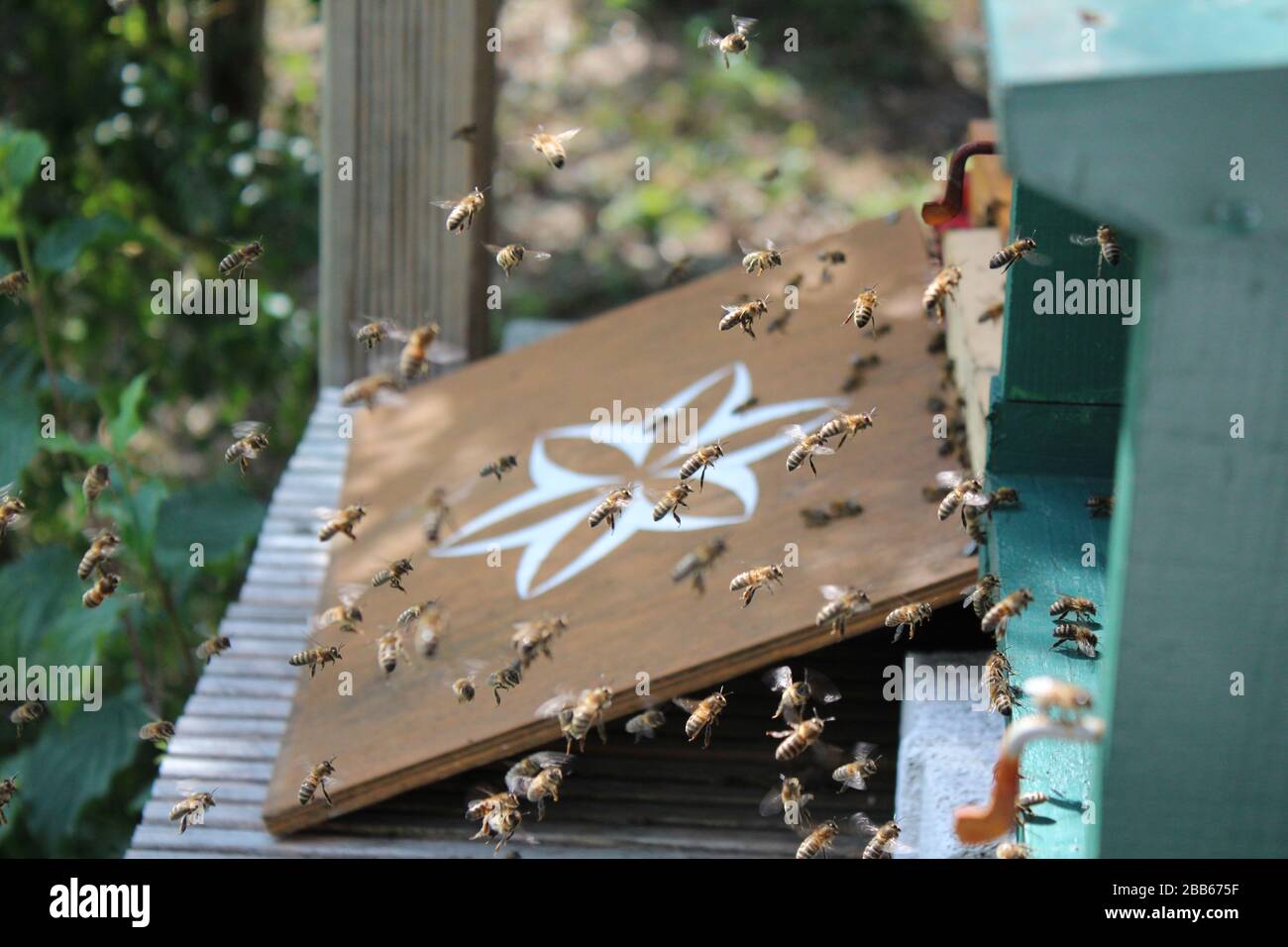 Flying honeybees hi-res stock photography and images - Alamy
