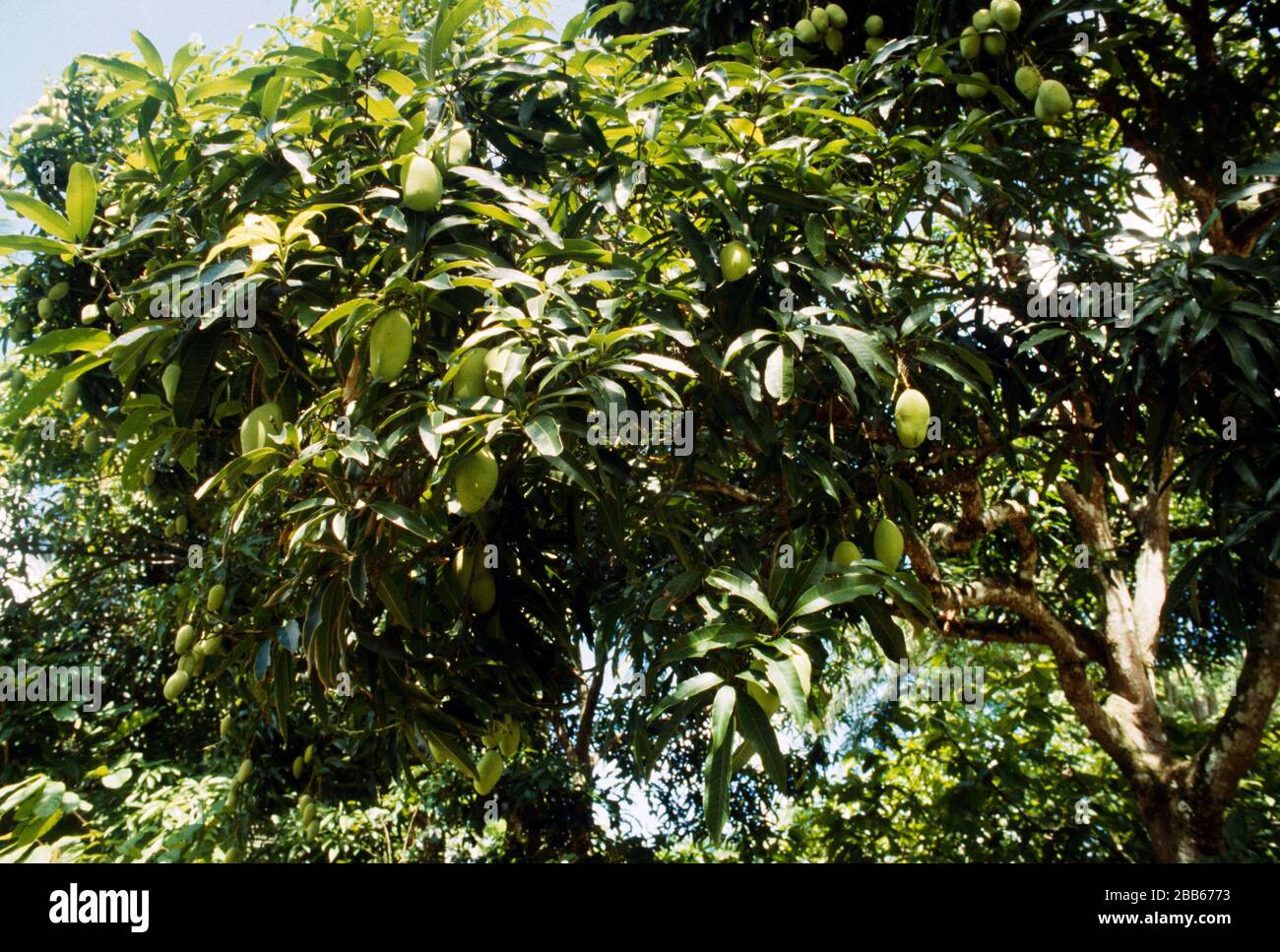 Dominican mango hi-res stock photography and images - Alamy