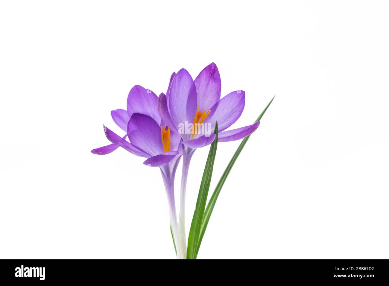 spring purple little crocus flowers isolated on white background Stock ...