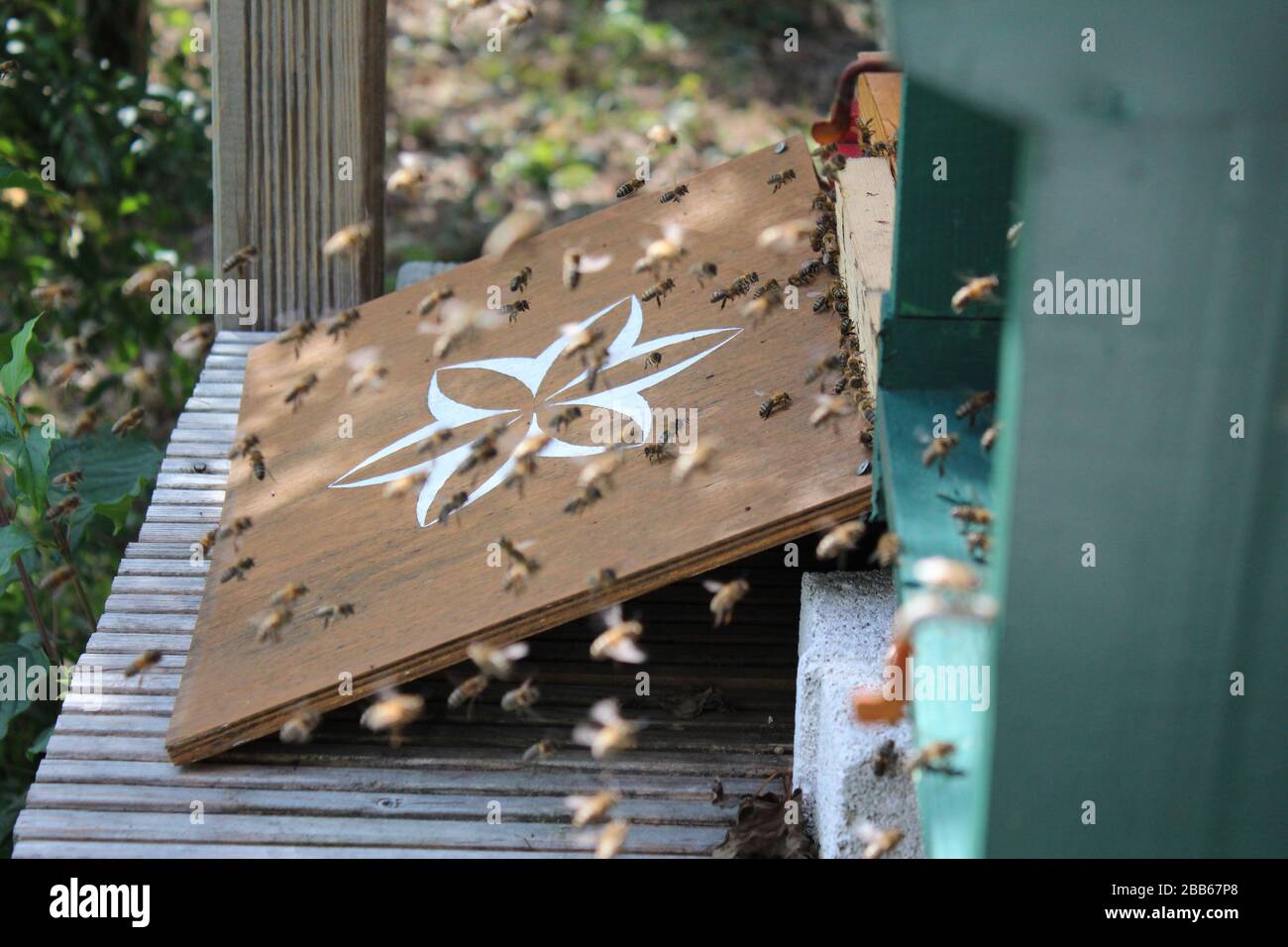Bees flying into their hive Stock Photo - Alamy