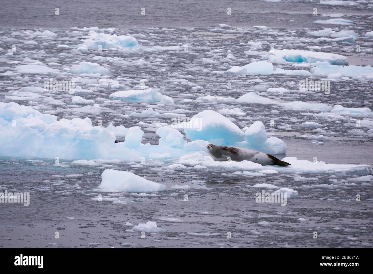 Crabeater seal (Lobodon carcinophaga), Lemaire channel, Antarctica ...