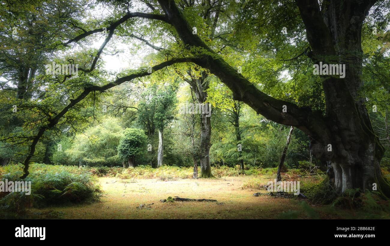 New Forest Autumn Stock Photo - Alamy