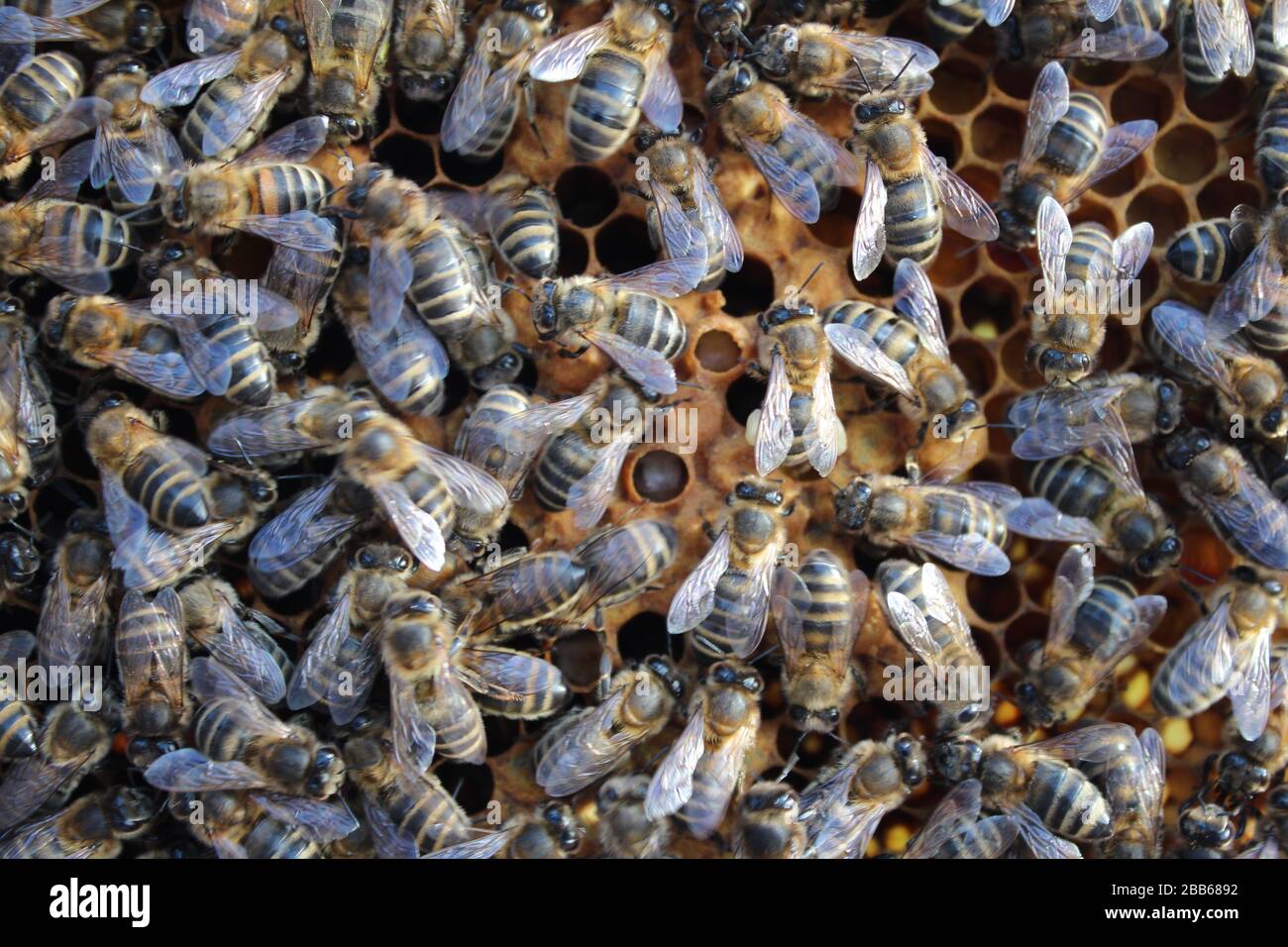 View into a beehive onto the frames with a queenbee Stock Photo - Alamy