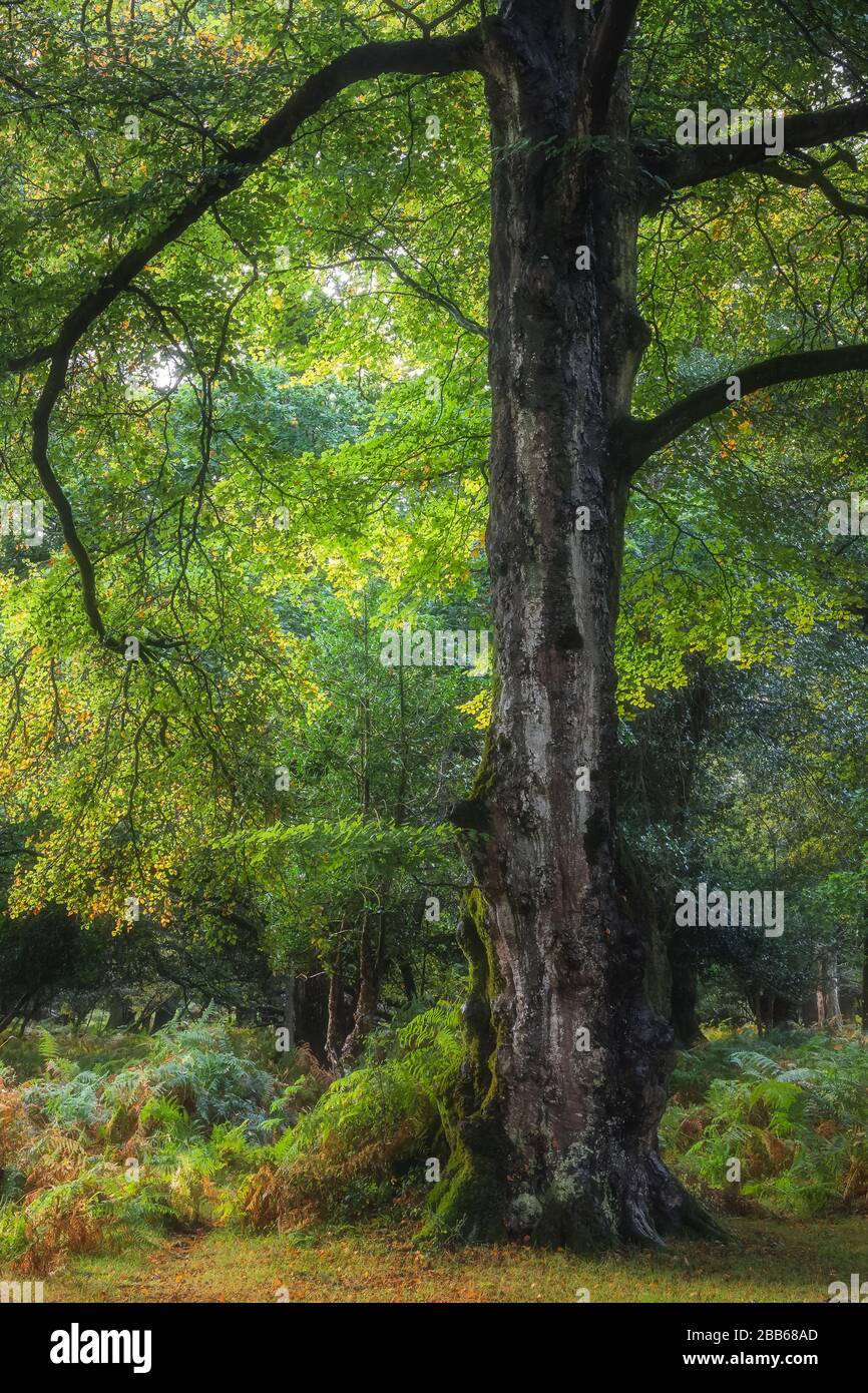New Forest Autumn Stock Photo - Alamy