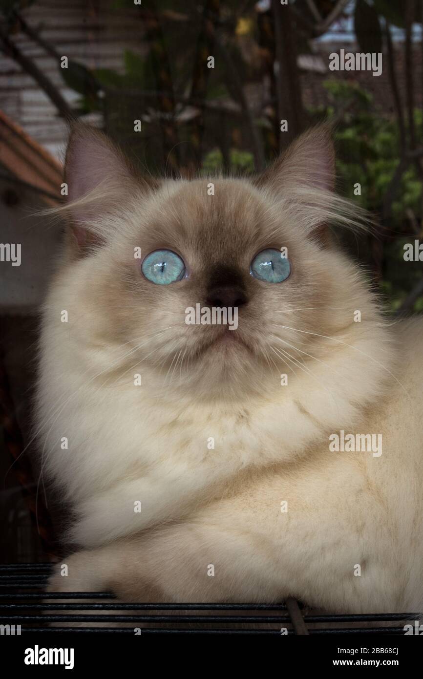 Portrait of himalayan cat hi-res stock photography and images - Alamy