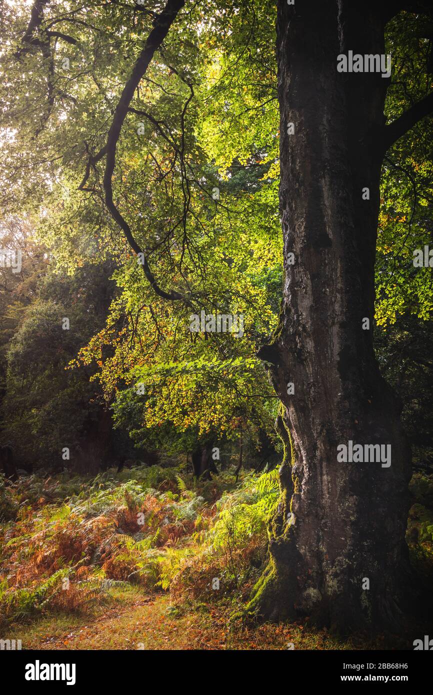 New Forest Autumn Stock Photo - Alamy