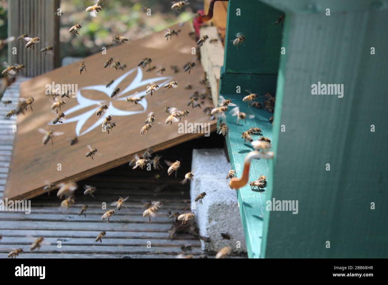 Bees flying into their hive Stock Photo - Alamy