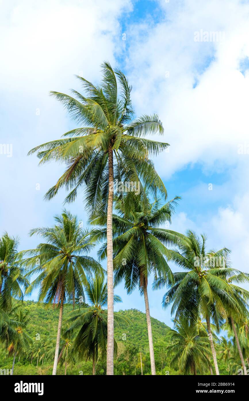 palm grove. Palm trees in the tropical jungle. Symbol of the tropics ...