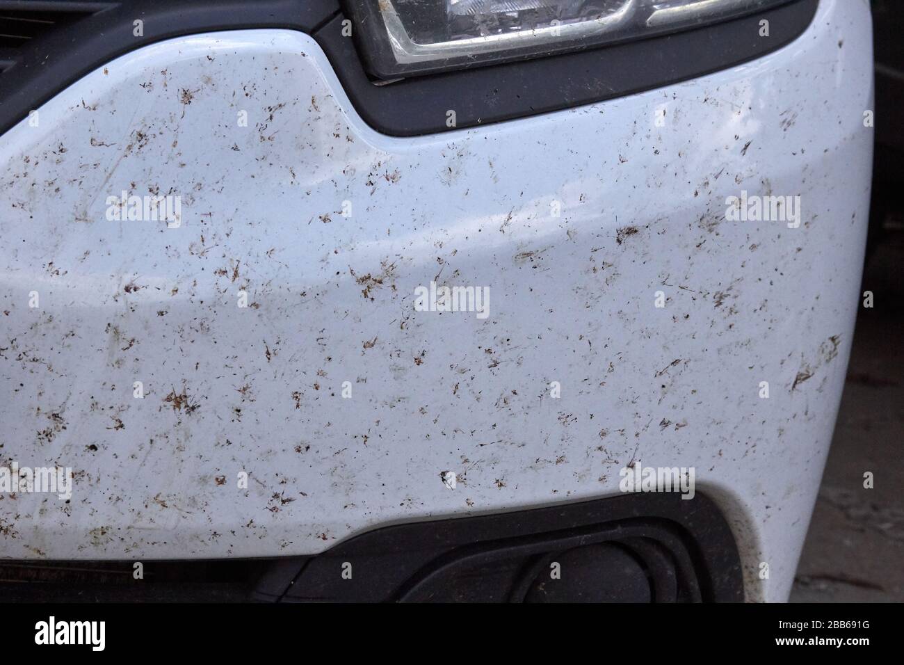 midges insects on the bumper and hood of the car Stock Photo - Alamy