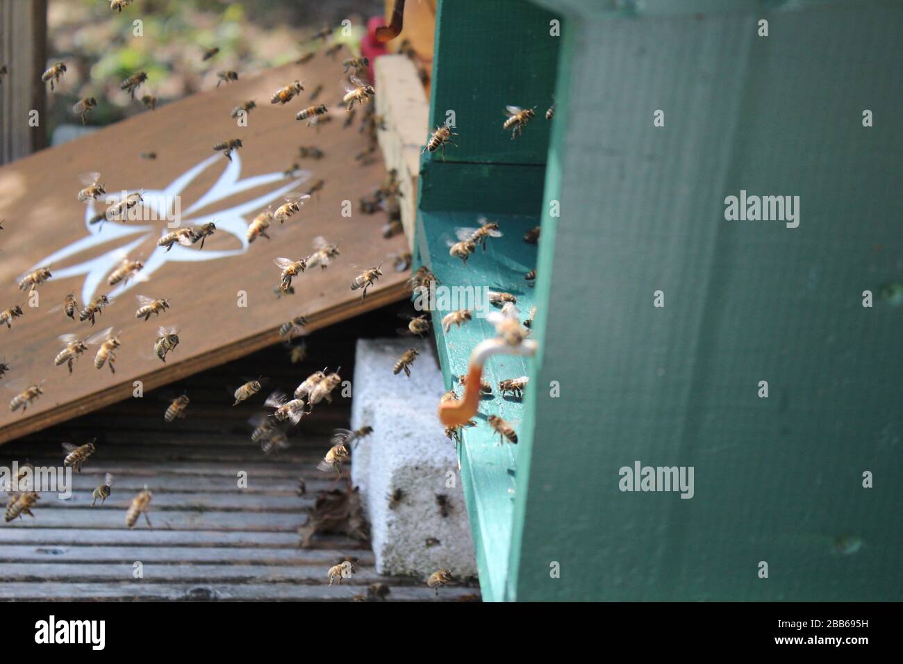 Honeybees hive hi-res stock photography and images - Alamy