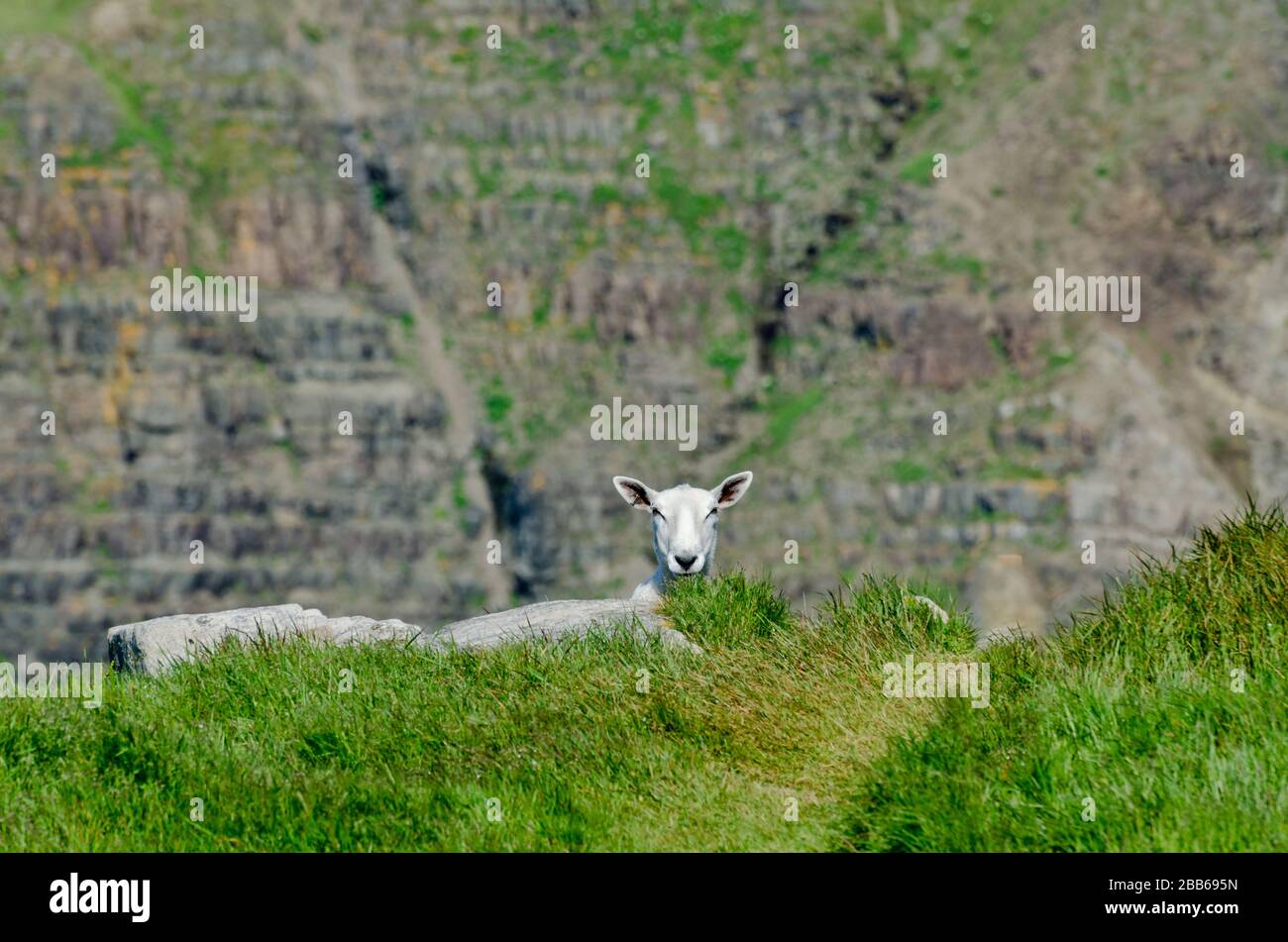Newfoundland sheep hi-res stock photography and images - Alamy
