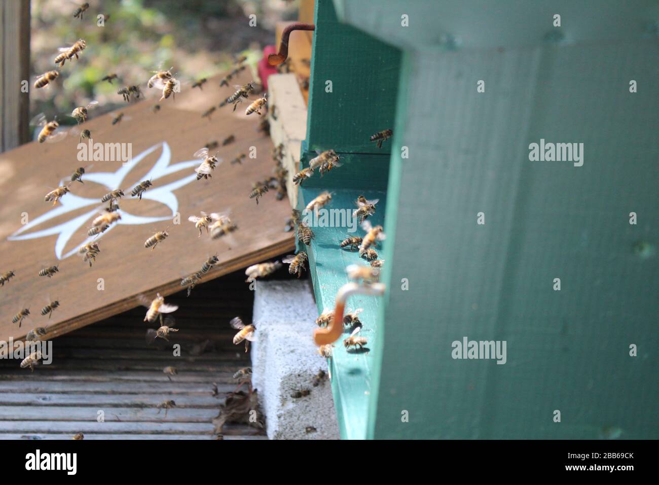 Bees flying into their hive Stock Photo - Alamy