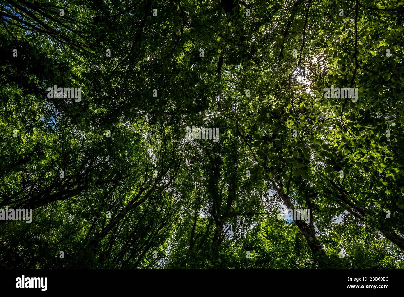 Umbra Forest is a natural reserve part of Gargano National Park and ...