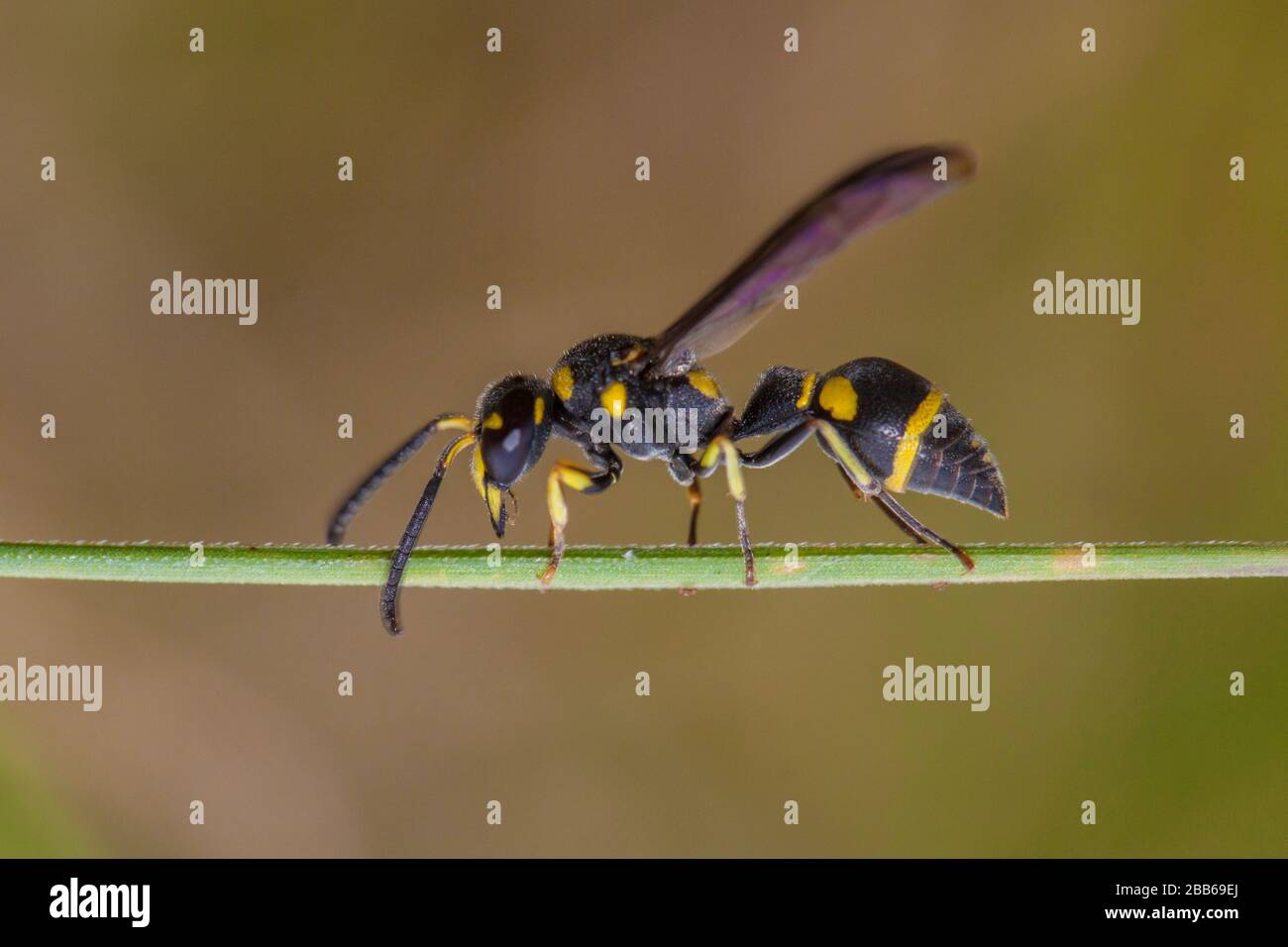 Portrait of a wasp on a plant, Indonesia Stock Photo - Alamy