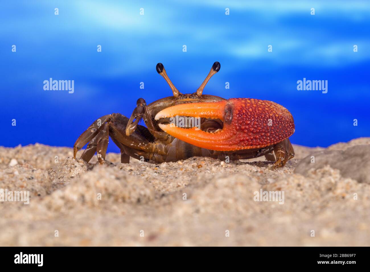 Fiddler crab hi-res stock photography and images - Alamy