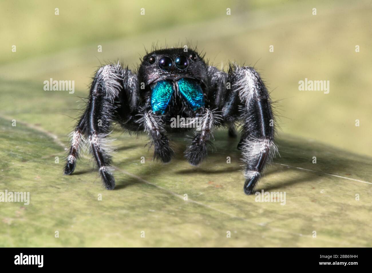 Bold animals hi-res stock photography and images - Alamy