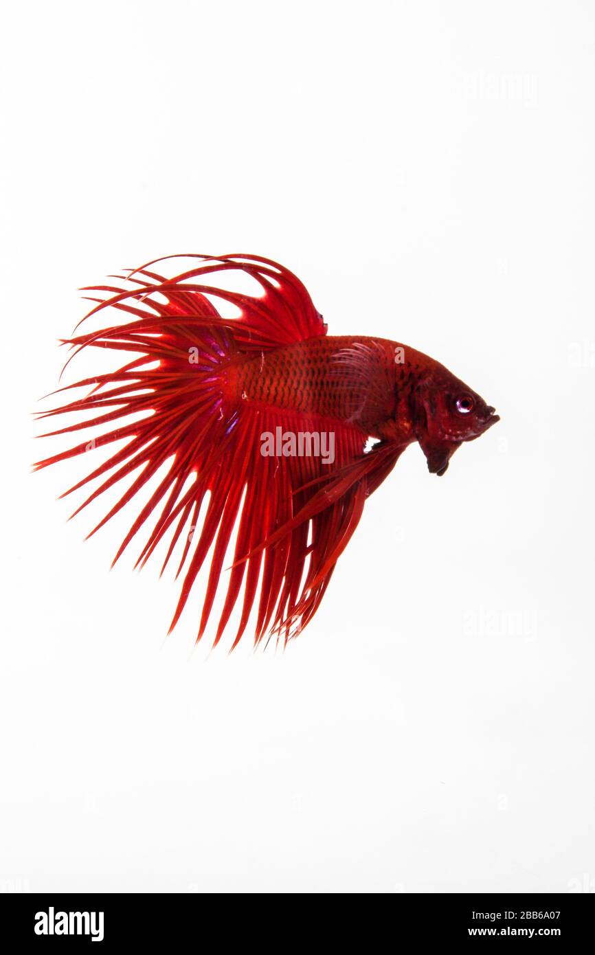 One red fish swimming hi-res stock photography and images - Alamy