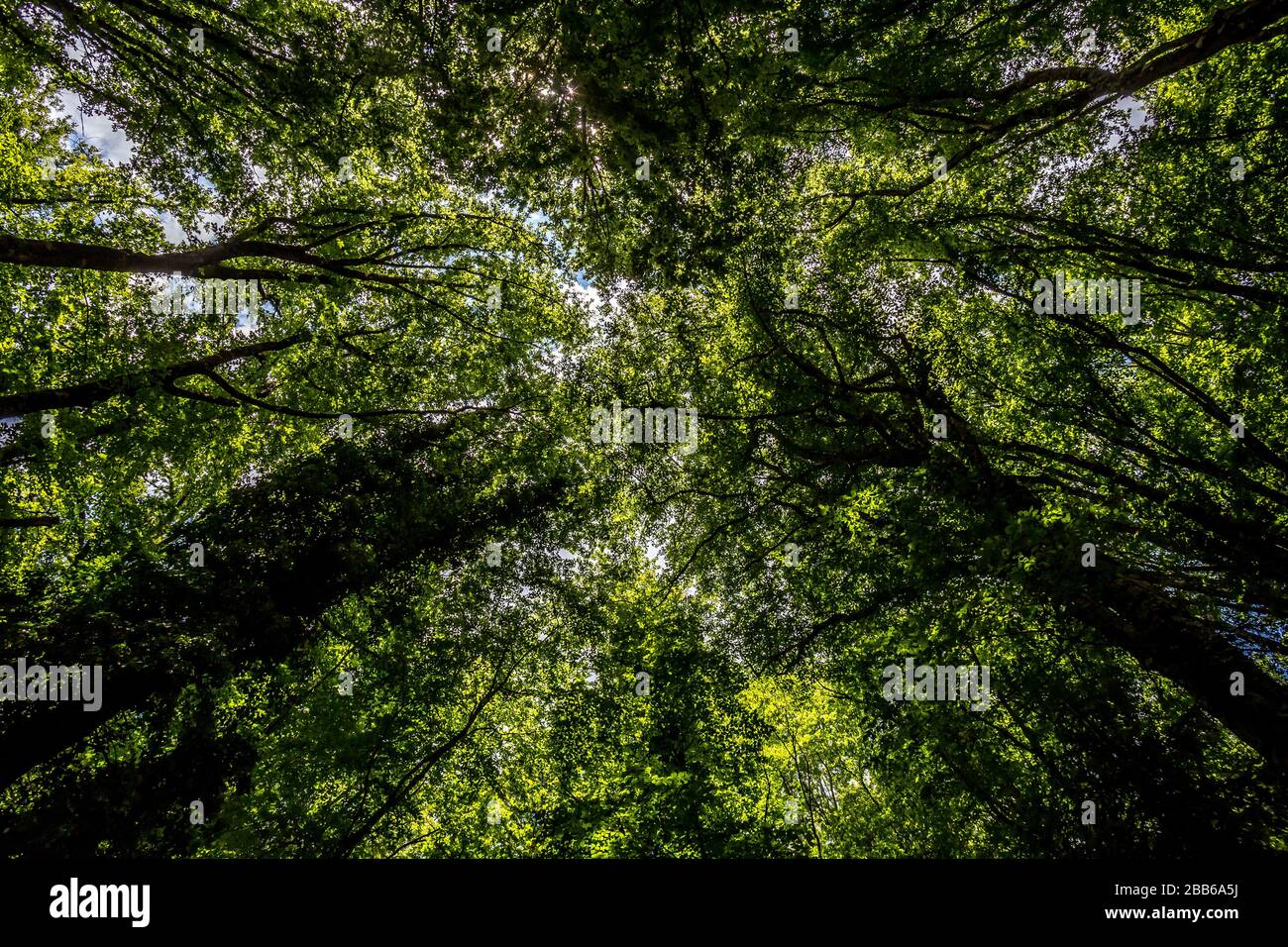 Umbra Forest is a natural reserve part of Gargano National Park and ...