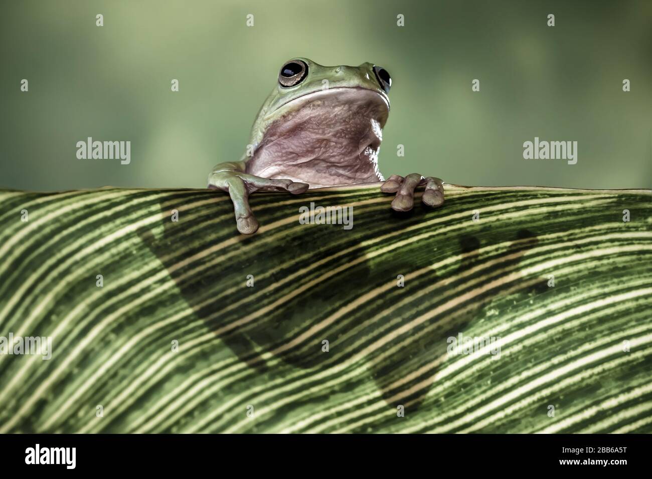 Dumpy tree frog hiding hi-res stock photography and images - Alamy