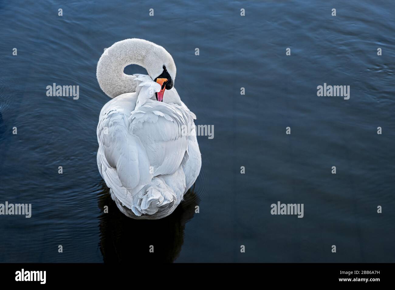 Swan rear view hi-res stock photography and images - Alamy