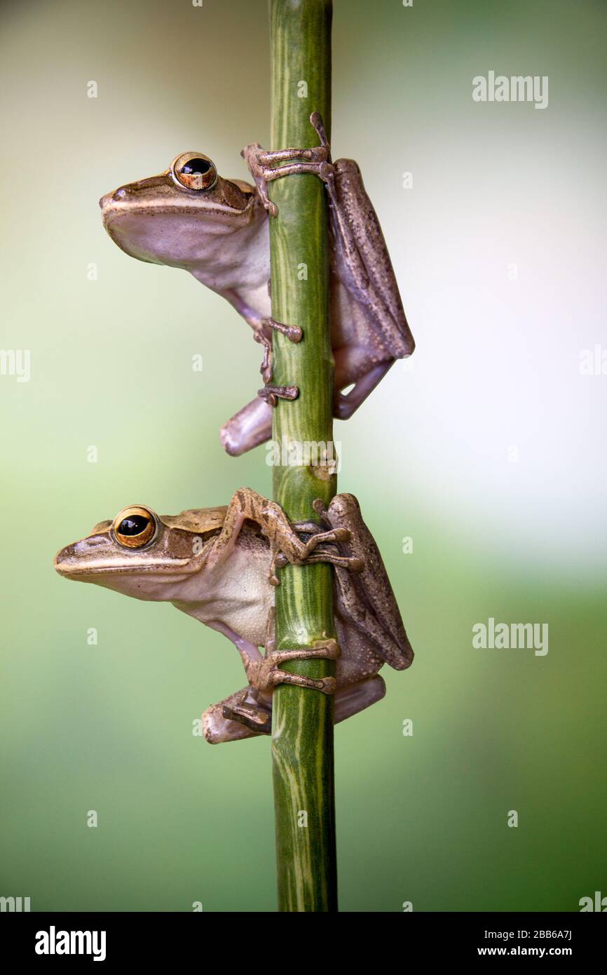 Two Javan tree frogs on a plant, Indonesia Stock Photo - Alamy